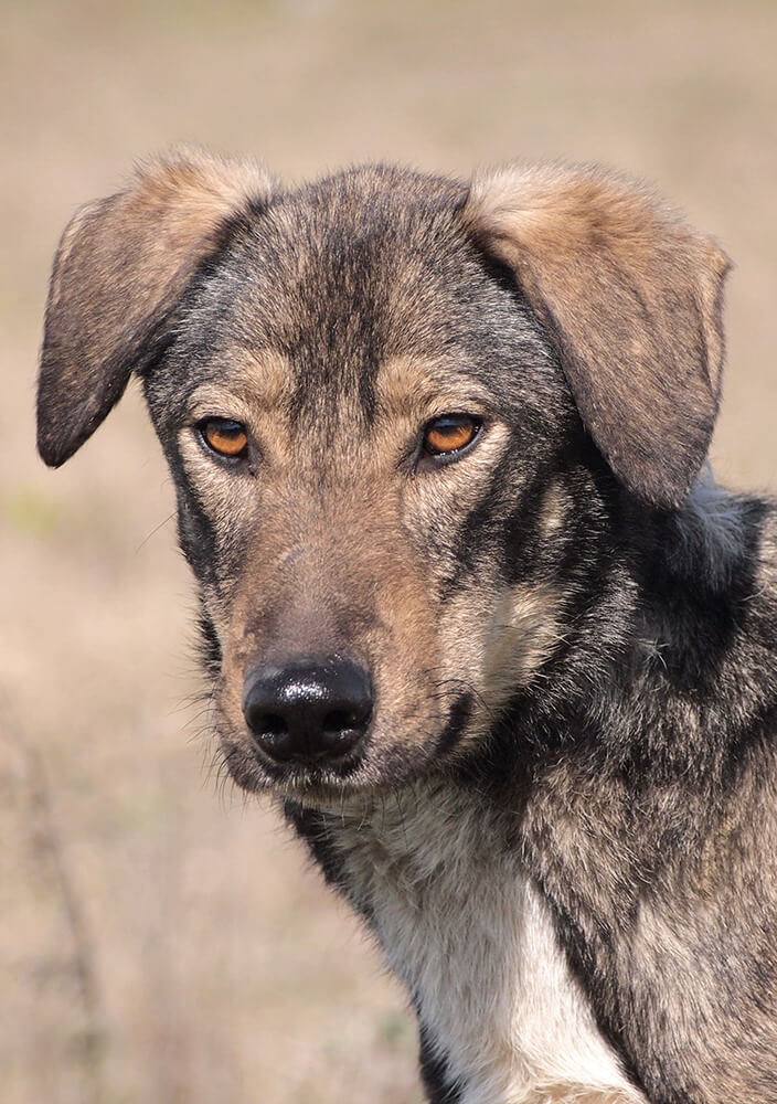 Barney | Animal Care Hungary