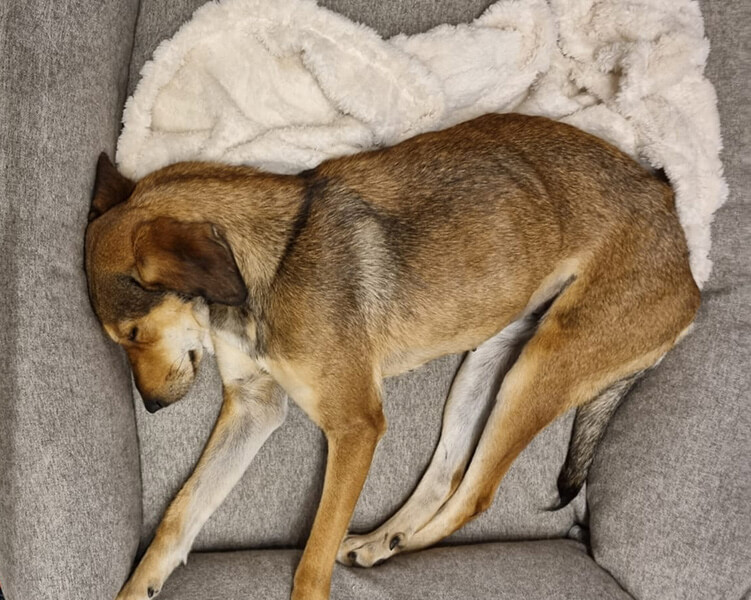 Animal Care Hungary - Emma