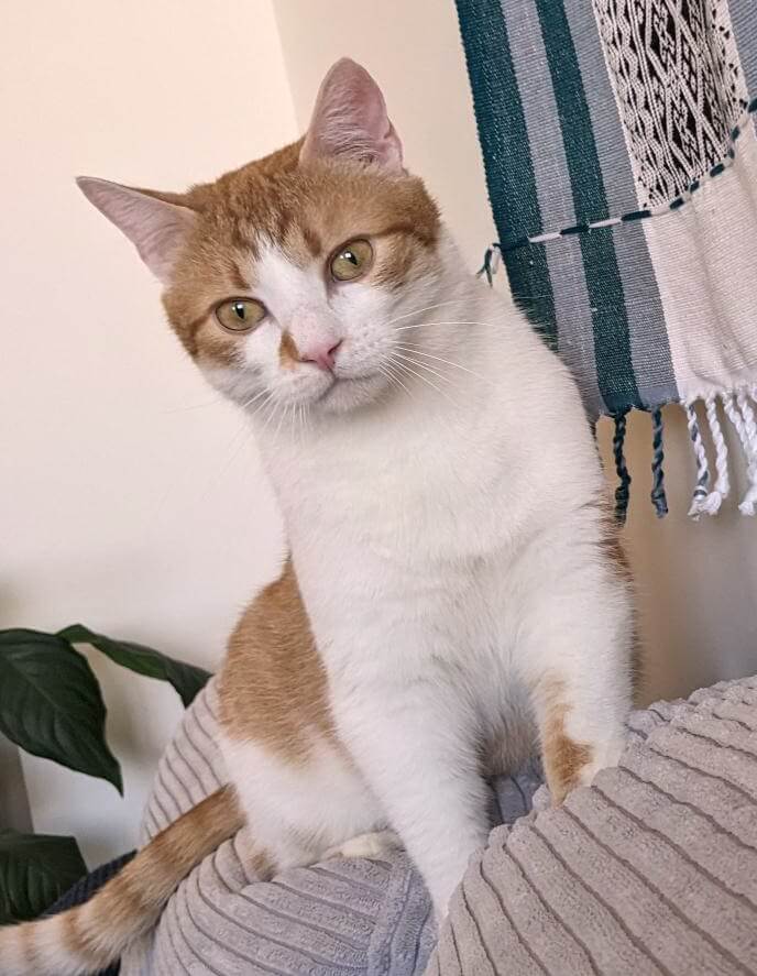 Felix | Animal Care Hungary